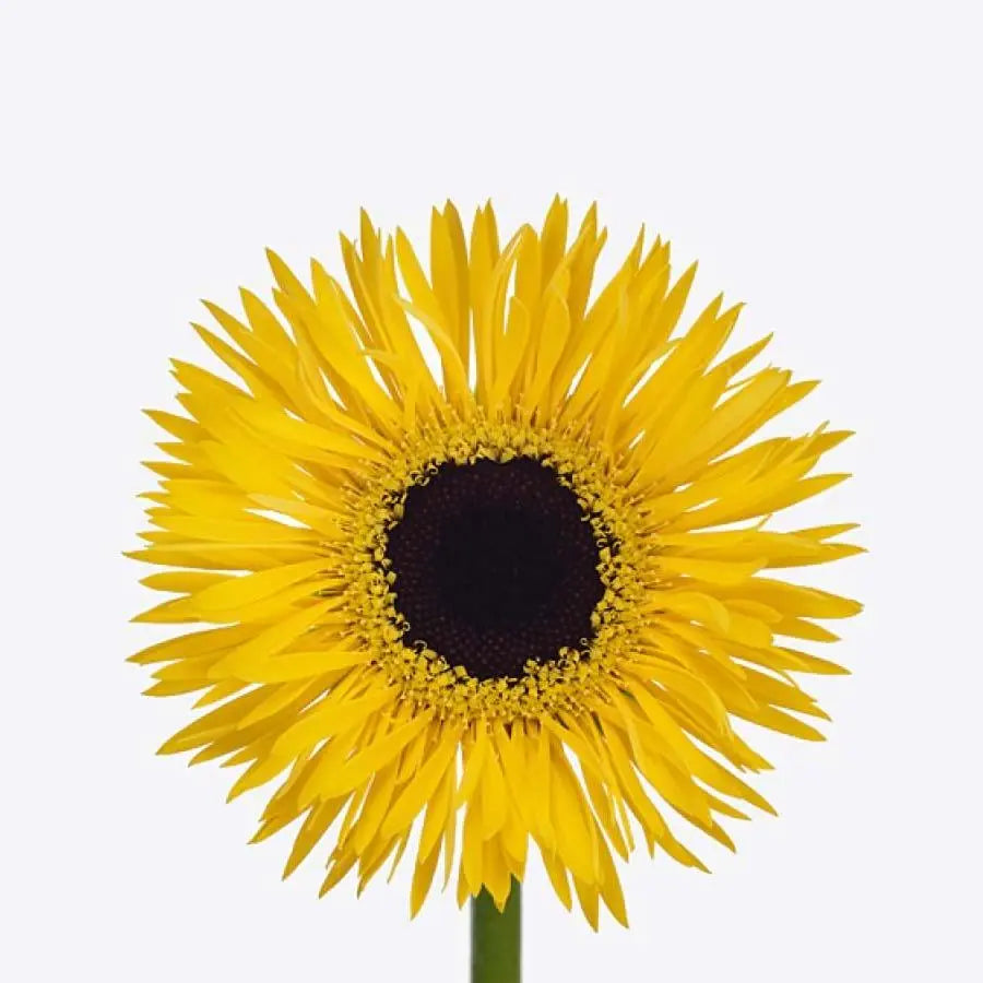 Mini Gerber Spider Butterfly - 60 Stem Bunch - PetalDriven