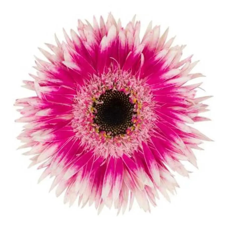 Mini Gerber Spider Cyta - 60 Stem Bunch - PetalDriven