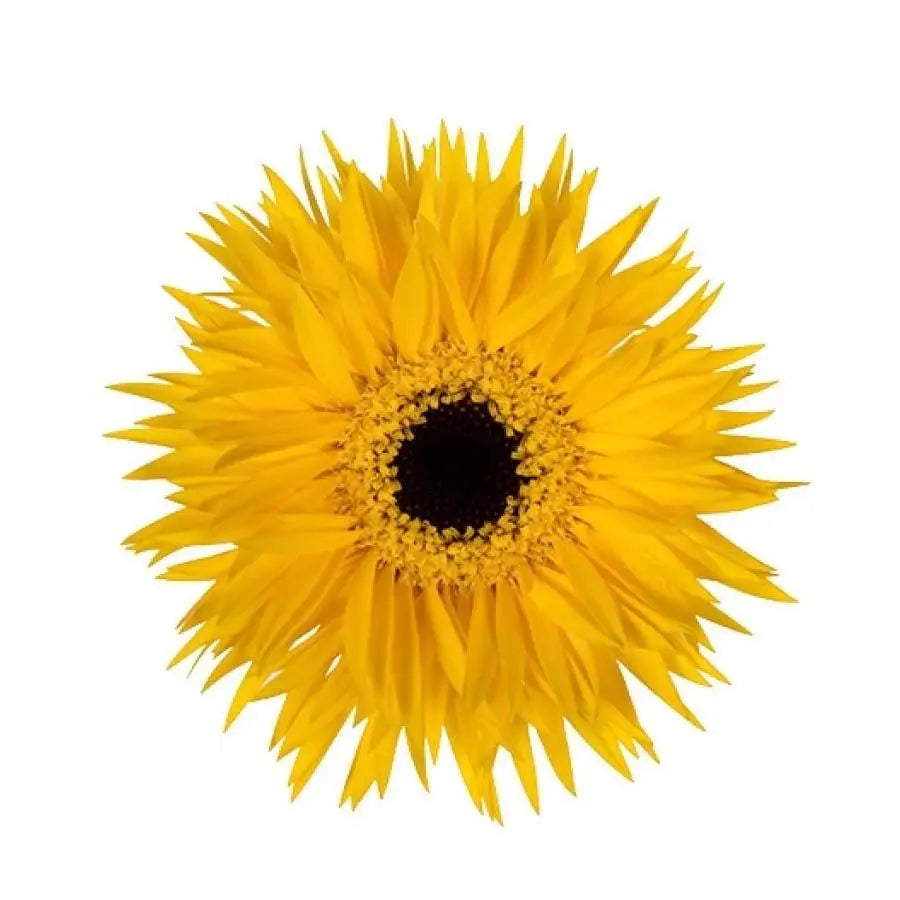 Germini (Mini Gerber Daisies) – PetalDriven