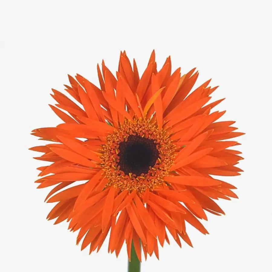 Mini Gerber Spider Firecracker - 60 Stem Bunch - PetalDriven