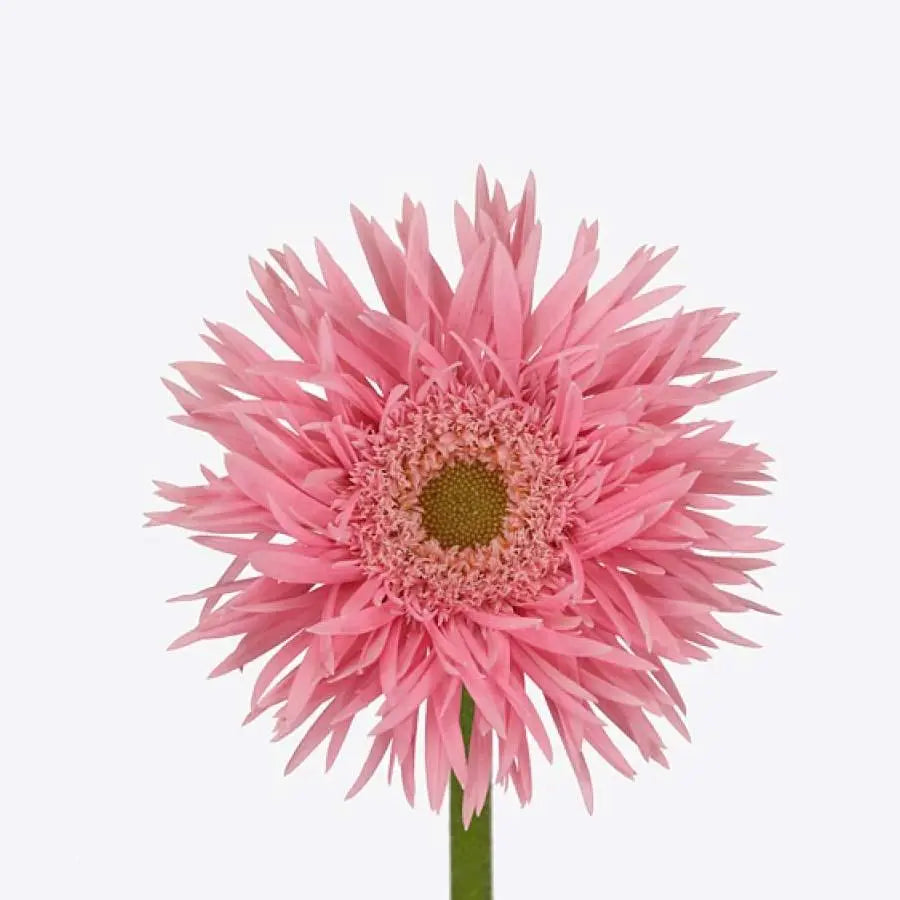 Mini Gerber Spider Firefly - 60 Stem Bunch – PetalDriven