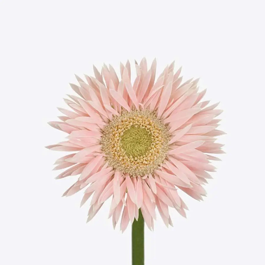 Mini Gerber Spider Lady Cracker - 60 Stem Bunch - PetalDriven