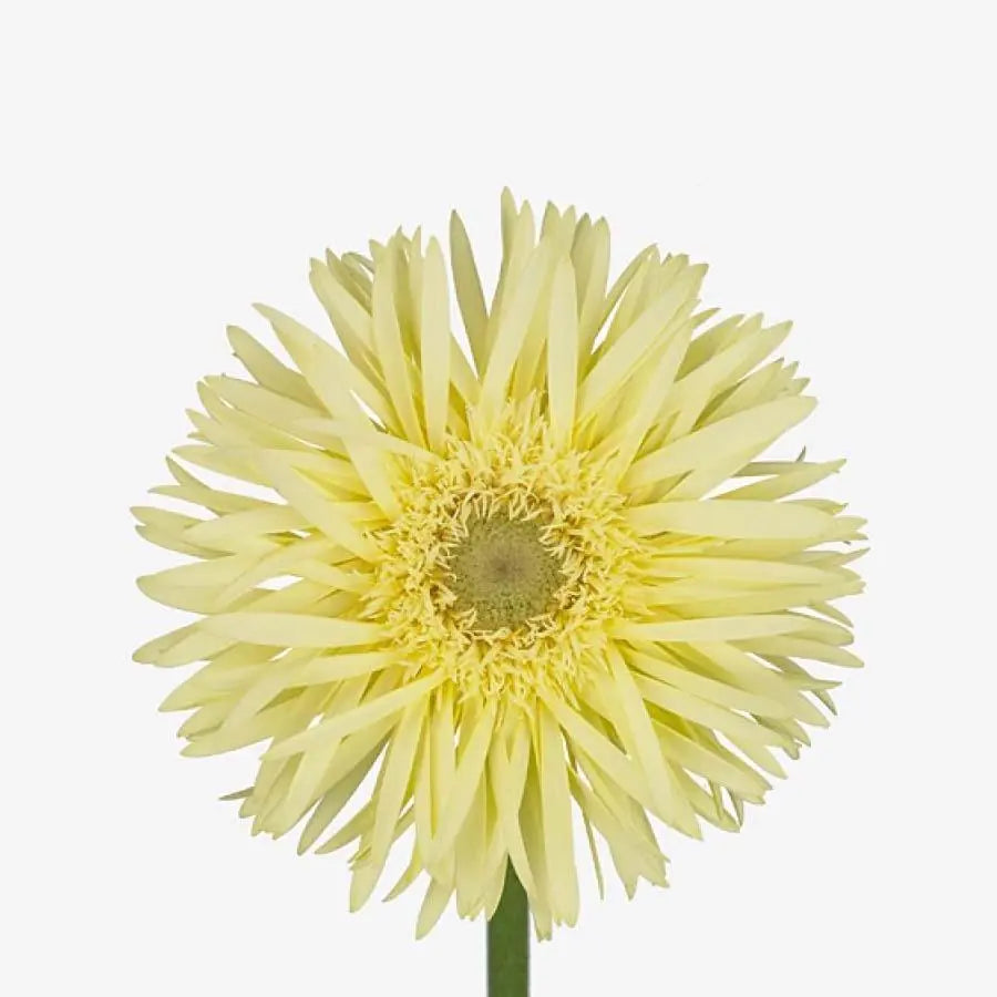 Mini Gerber Spider Moonlight - 60 Stem Bunch - PetalDriven