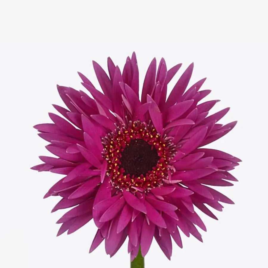 Mini Gerber Spider Rising Star - 60 Stem Bunch – PetalDriven