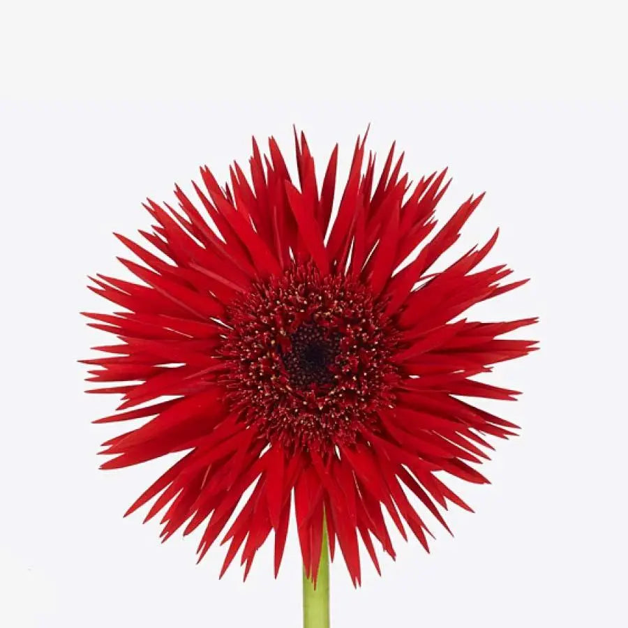 Mini Gerber Spider Vulcano - 60 Stem Bunch – PetalDriven