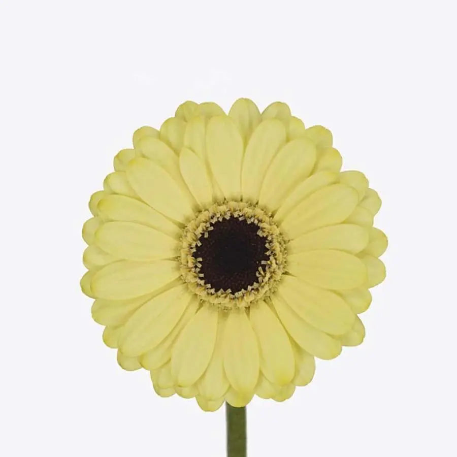 Germini (Mini Gerber Daisies) – PetalDriven