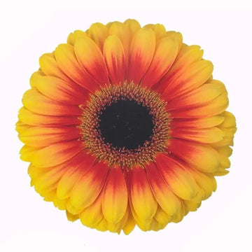 Germini (Mini Gerber Daisies) - PetalDriven