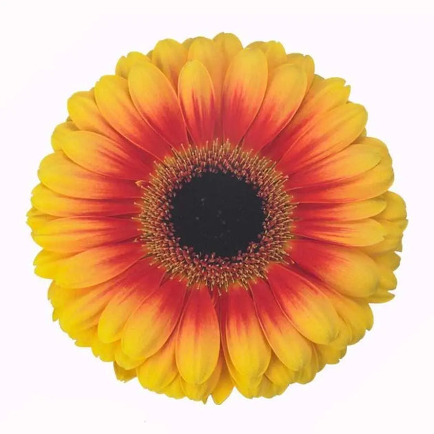 Germini (Mini Gerber Daisies) – Tagged "color_Yellow"– PetalDriven
