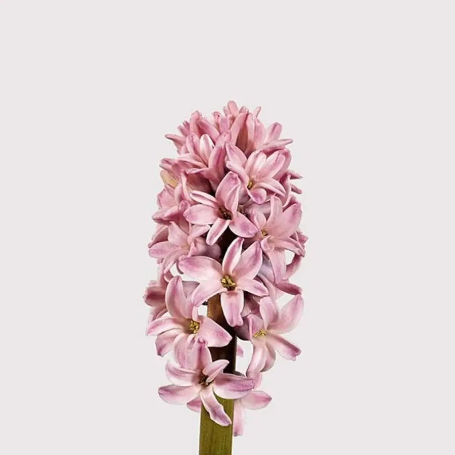 Hyacinth Splendid Cornelia - 25 Stem Bunch - PetalDriven
