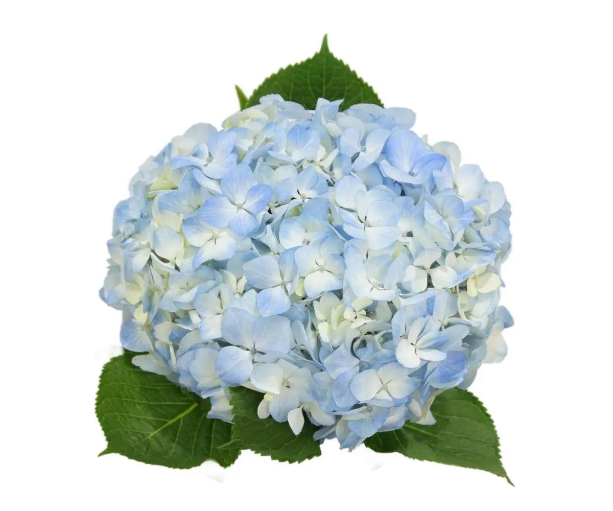 Hydrangea - PetalDriven
