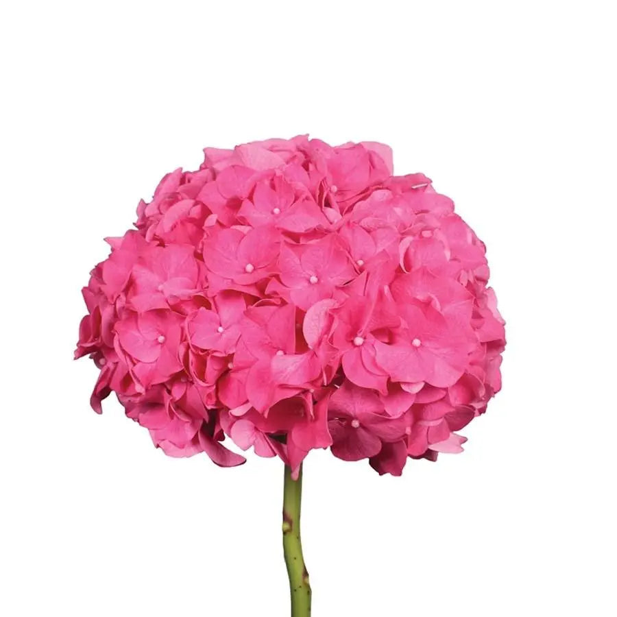 Hydrangea – PetalDriven