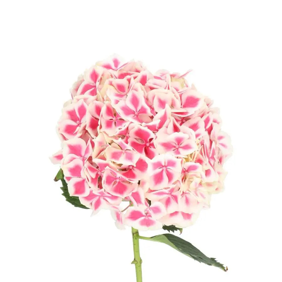 Hydrangea Magical Linn - Pink - PetalDriven
