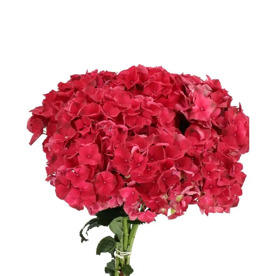 Hydrangea Magical Ruby Red - Red - PetalDriven