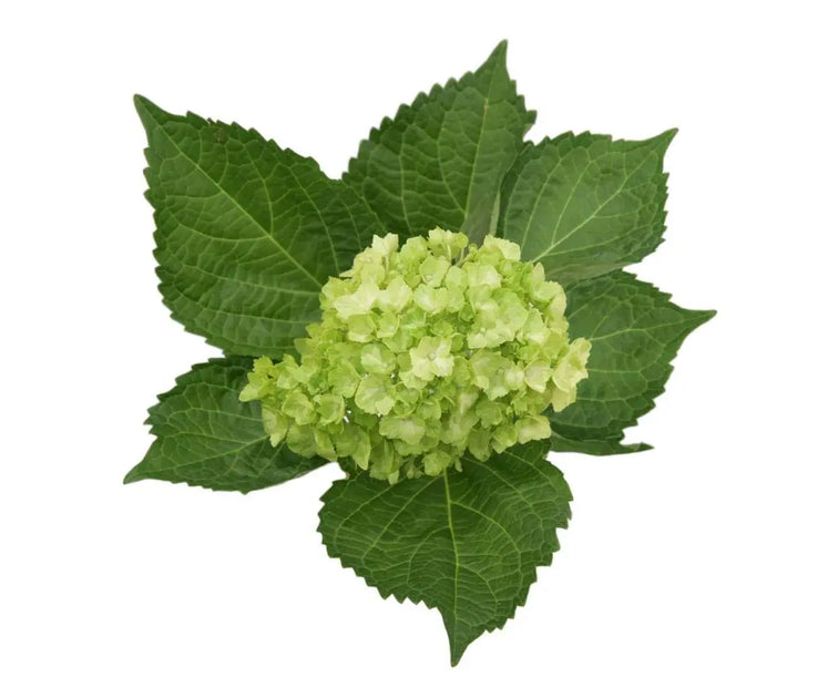 Hydrangea – PetalDriven