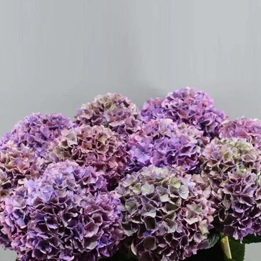 Hydrangea Classic Rodeo Lavender - PetalDriven