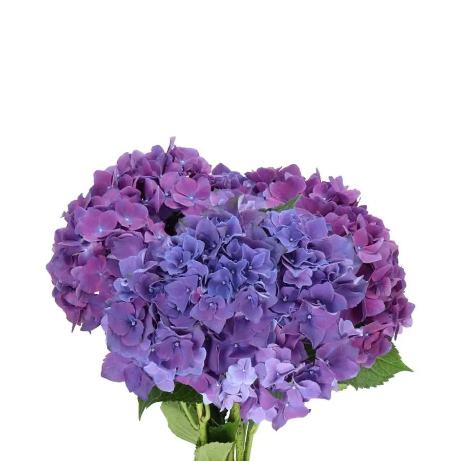 Hydrangea Royal Queen - 10 Stems - PetalDriven