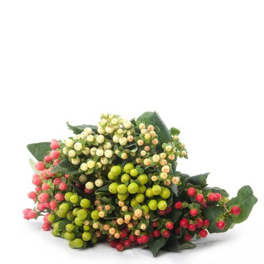 Hypericum Assorted - 100 Stems - PetalDriven