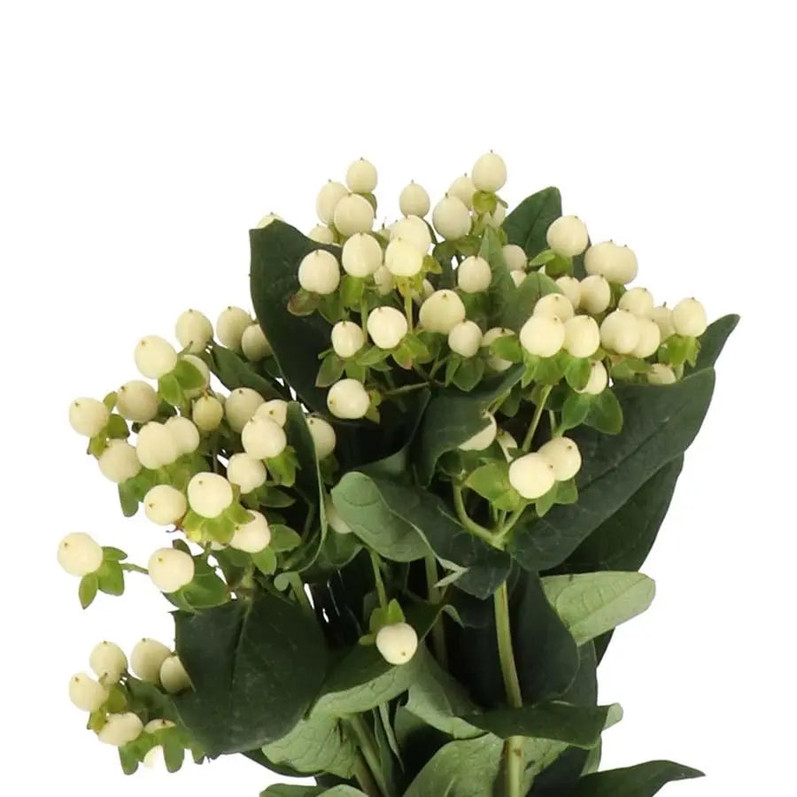 Hypericum Coco Uno - PetalDriven