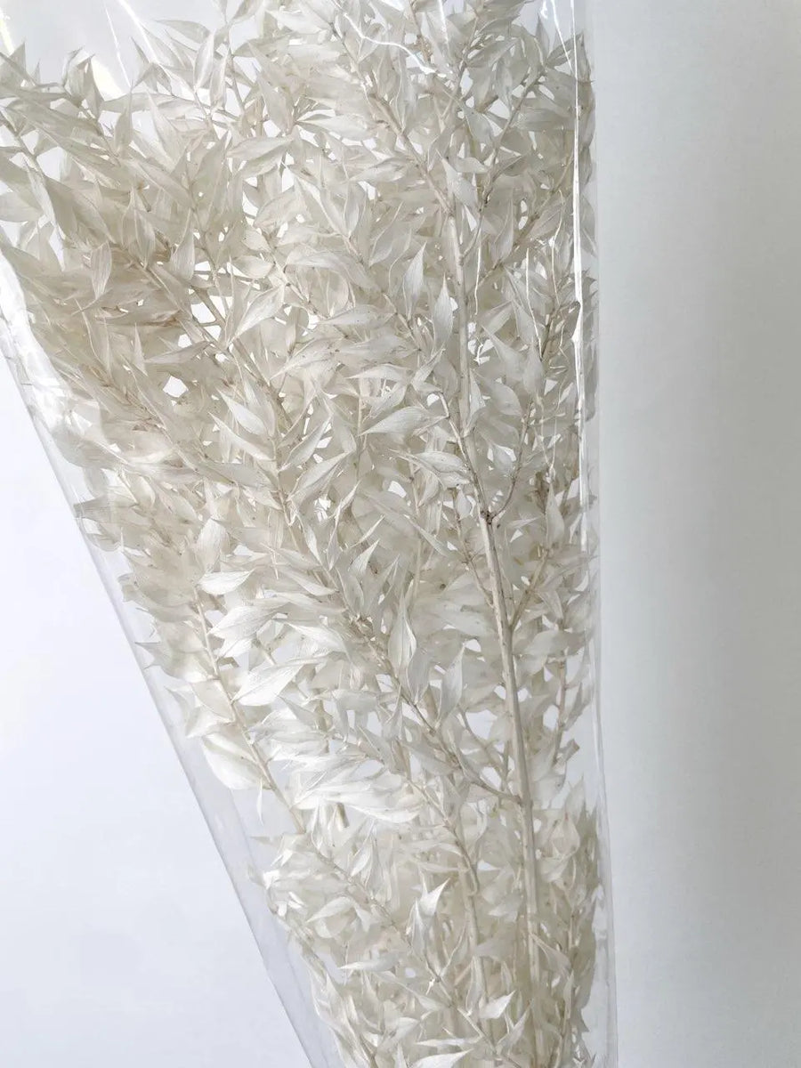 Ruscus Italian Bleached 80cm: The Perfect Addition to Your Decor ...