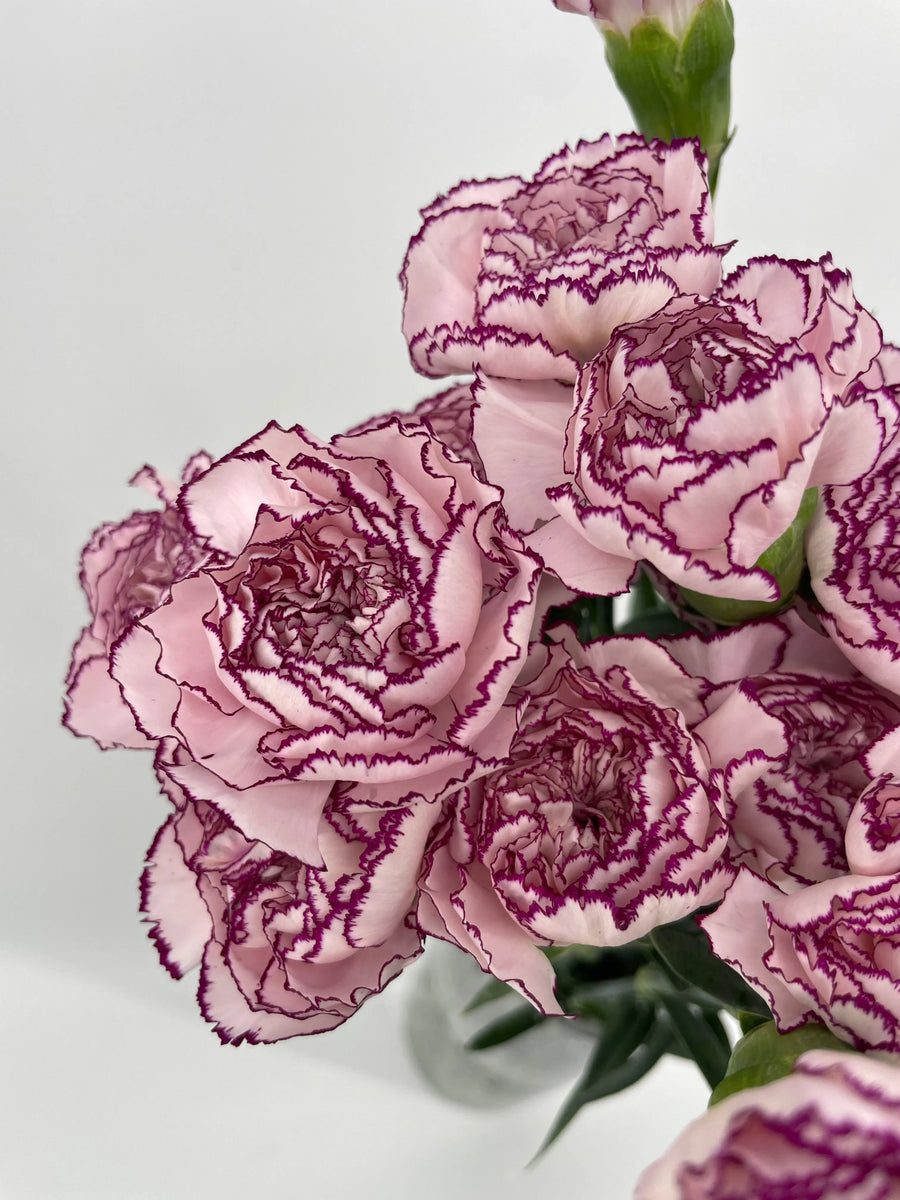 Carnation Florigene Mudah-40 stem bunch - Delight Your Simplicity ...