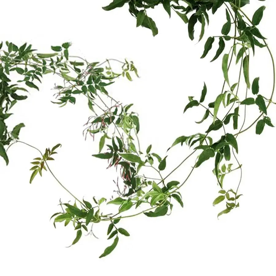 Jasmine Vine - PetalDriven