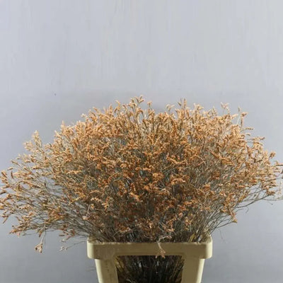 Limonium Painted - 25 Stem Bunch - PetalDriven