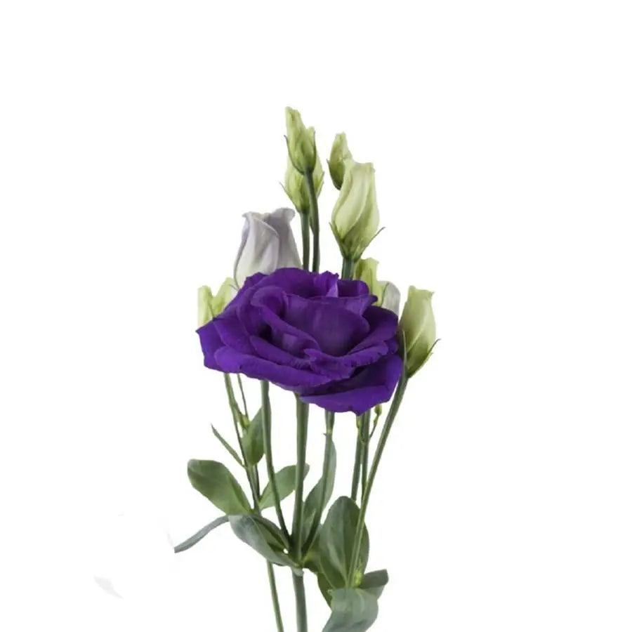 Lisianthus - PetalDriven