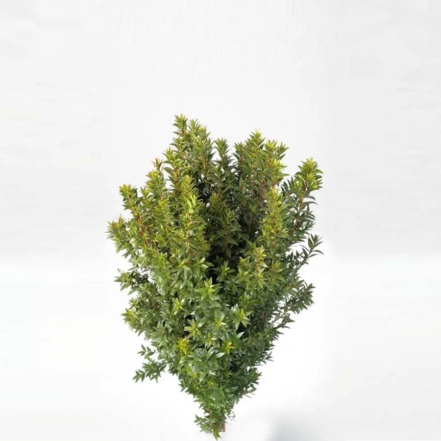 Mini Myrtle - 10 Bunch Box - PetalDriven