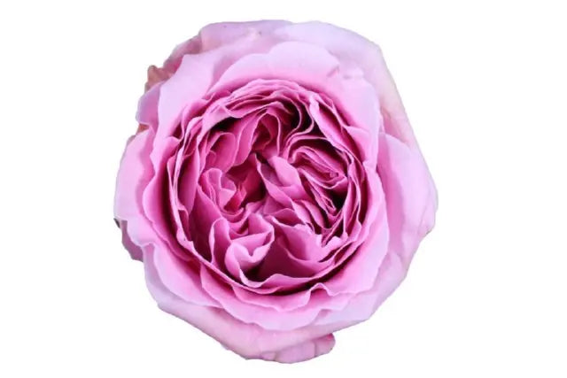 Garden Rose Miranda (David Austin) 48 Stem Bunch - PetalDriven