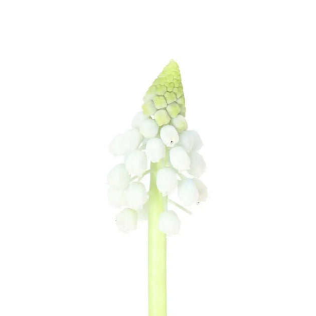 Muscari (Grape Hyacinth) – PetalDriven