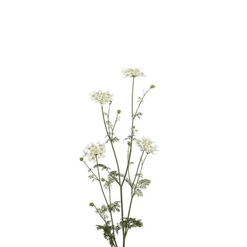 Orlaya - 100 Stem Box – Delightful Nature in a Box – PetalDriven