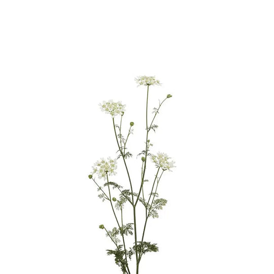 Orlaya - 100 Stem Box – Delightful Nature in a Box – PetalDriven