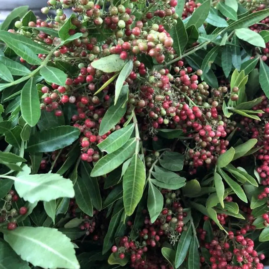 Pepperberry Upright - 10 Bunches – PetalDriven