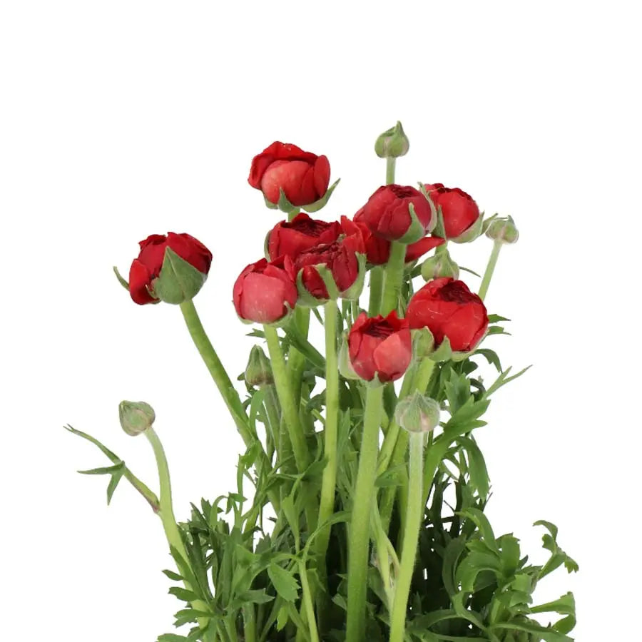Ranunculus Red - PetalDriven