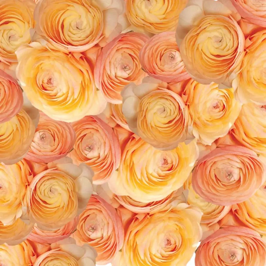 Salmon Ranunculus Wallpapers Premium Photo | Beautiful Fresh