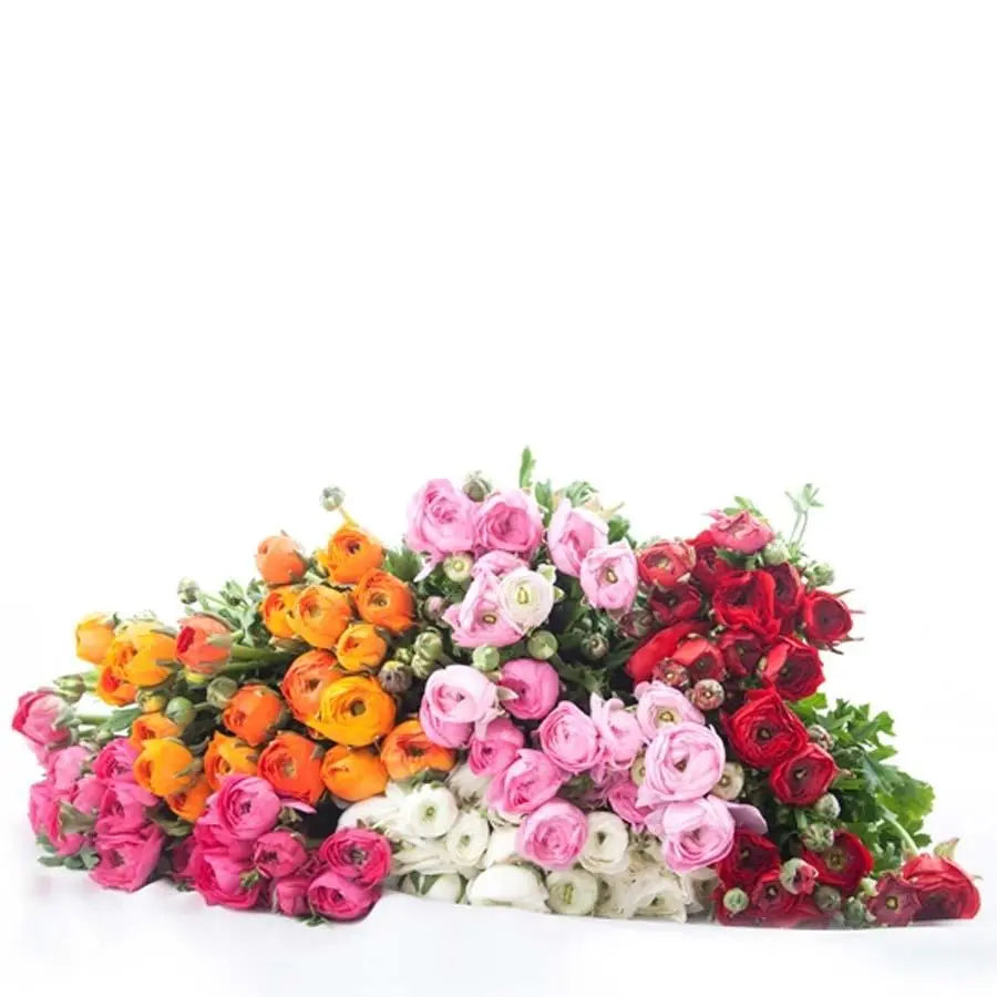 March Special - Ranunculus Assorted Colors - 150 Stem Box - – PetalDriven