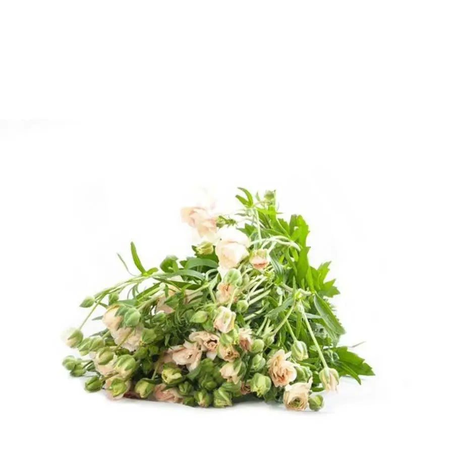 Ranunculus Butterfly Ariadne - 40 Stem Bunch - PetalDriven