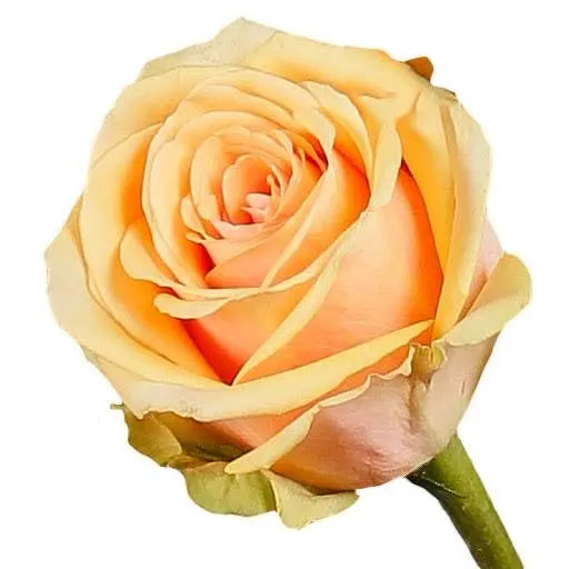 Rose Alchemy - 40 Stem Bunch - PetalDriven