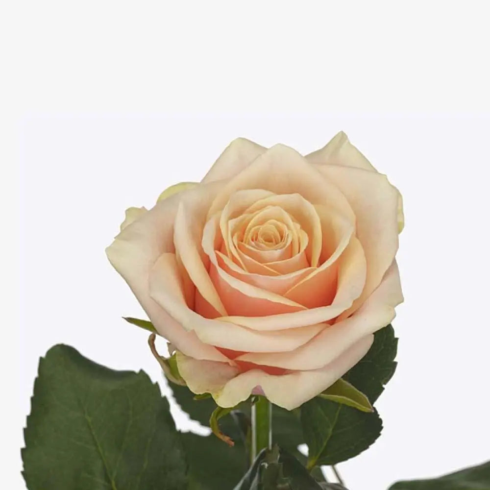 Rose Bellini - 40 Stem Bunch – PetalDriven