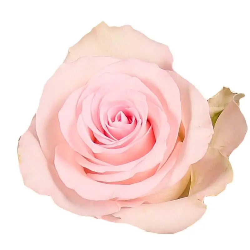 Rose Bisou - 40 Stem Bunch - PetalDriven