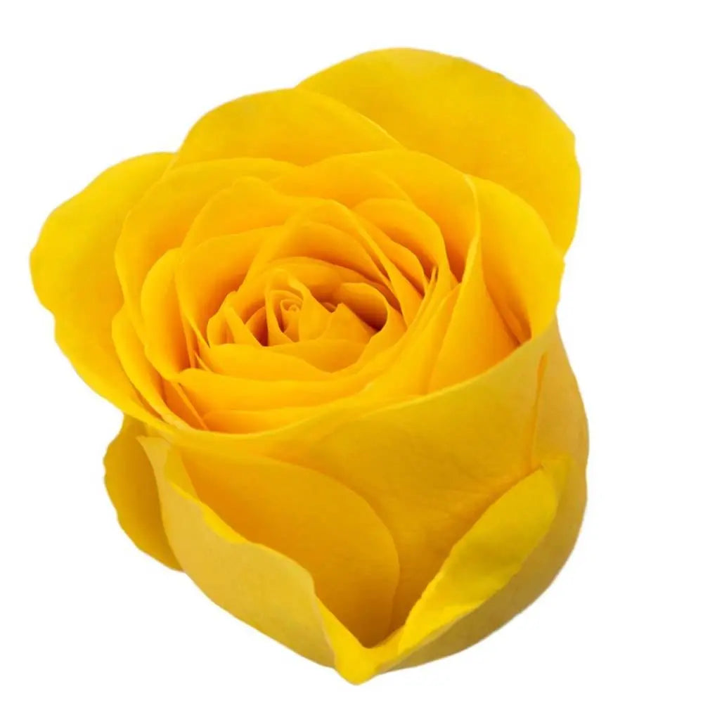 Rose Brighton - 100 Stems - PetalDriven