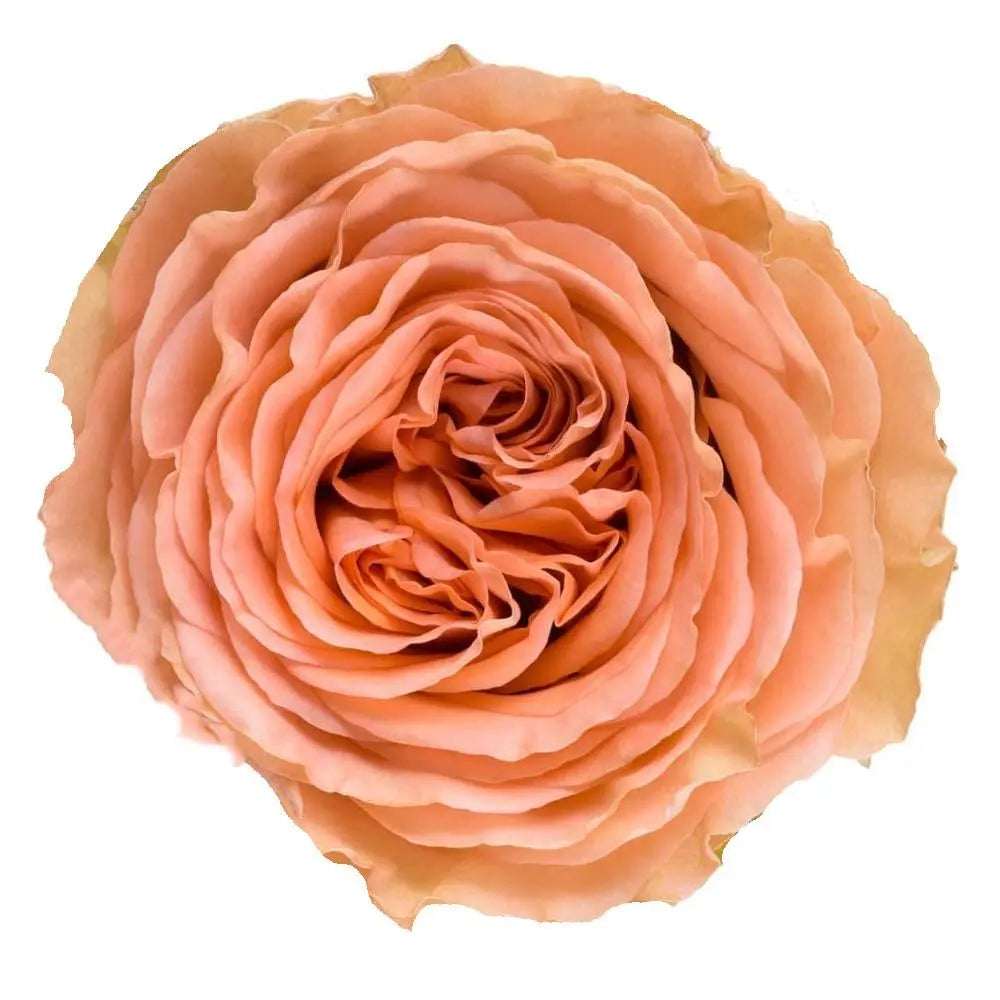 Rose Country Home - 100 Stems – PetalDriven
