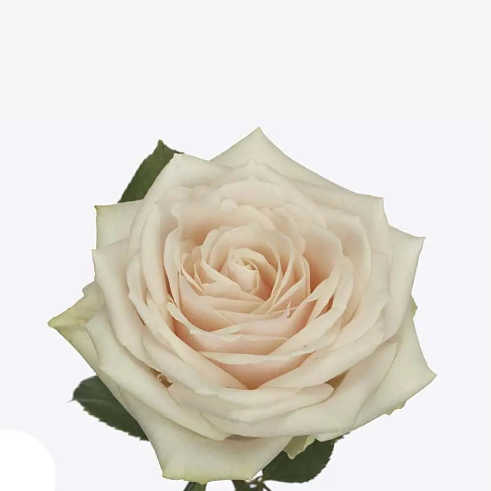Rose Dorchester - 40 Stem Bunch - PetalDriven
