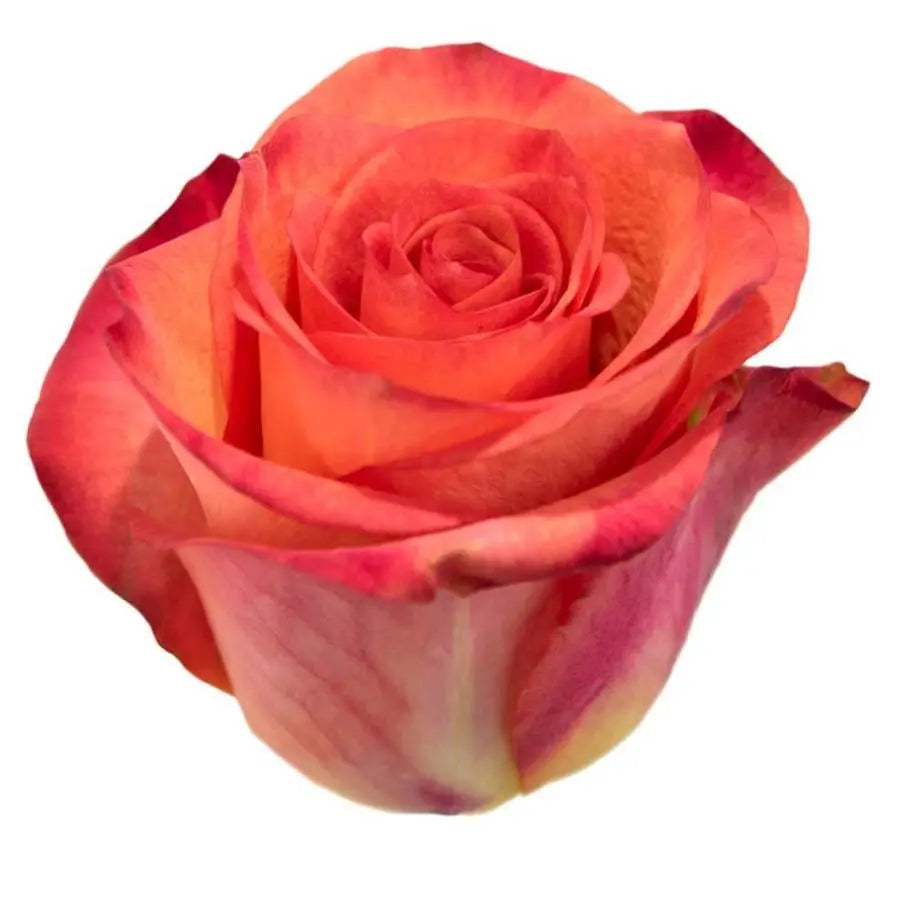 Rose Fidji - 100 Stems - PetalDriven