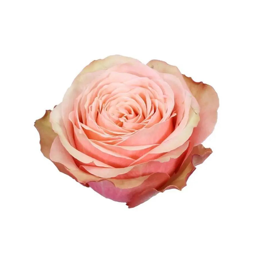 Focal Flowers - PetalDriven – Page 5