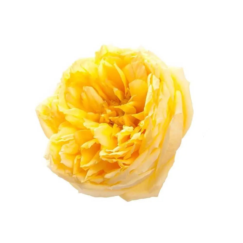 Rose Golden Vuvuzela - 40 Stem Bunch - PetalDriven