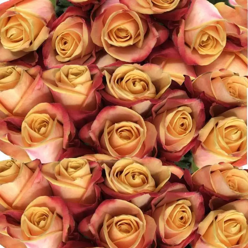 Rose Pebbles - 40 Stem Bunch - PetalDriven