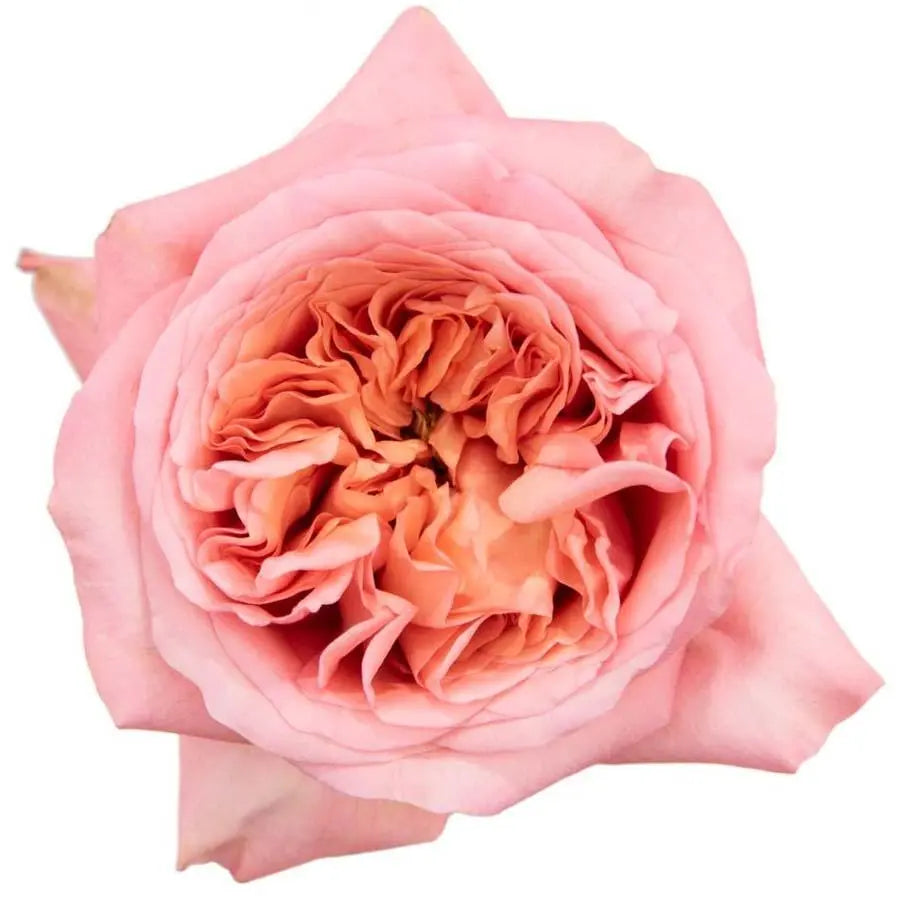 Rose Pink Expression - 100 Stems - PetalDriven