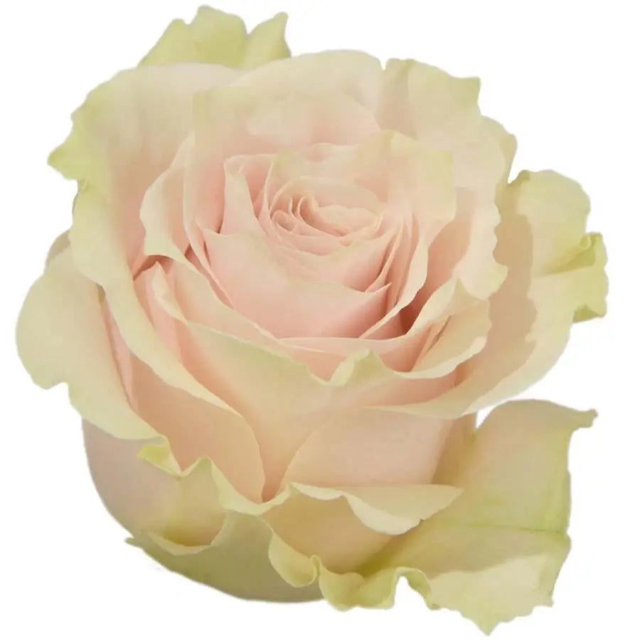 Focal Flowers - PetalDriven – Page 5