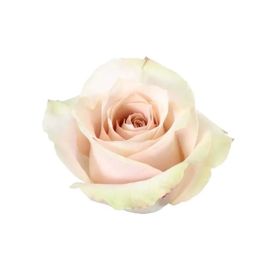 Spectacular Rose Quicksand: Unveil 100 Stems of Love and Beauty ...